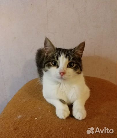 Плюша 7 мес в добрые руки