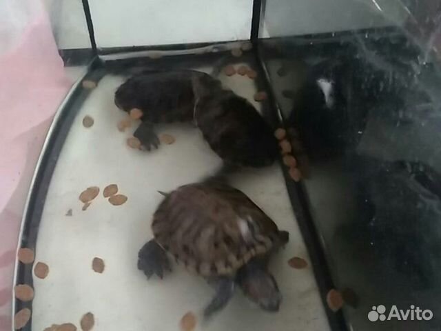 Отдам черепах