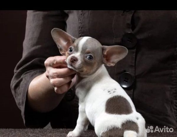 Щенок чихуахуа, мальчик