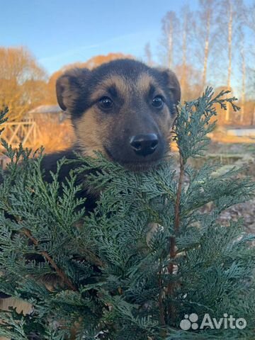 Красавица Лизонька ждет своих родителей