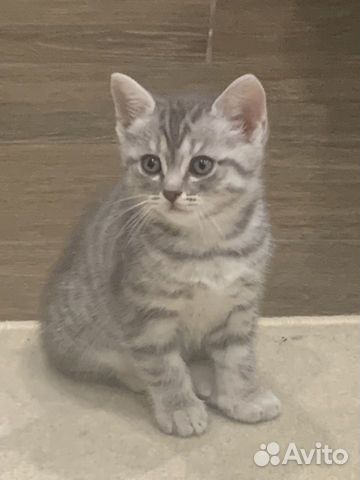Котята от британской короткошёрстной кошки