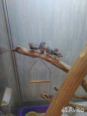 Птенцы Амадина Зебровая