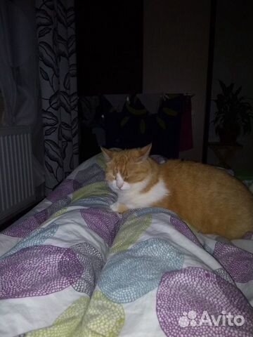 Отдам кошку в добрые руки