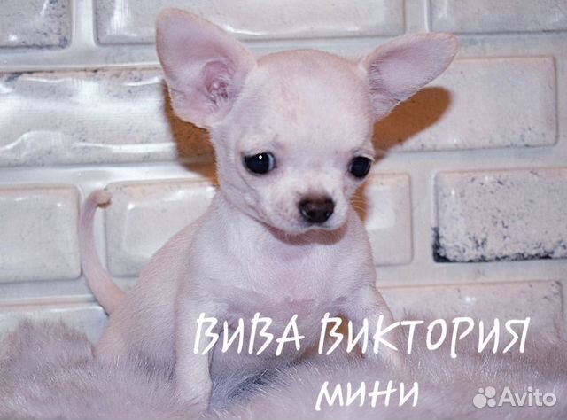 Вива Виктория