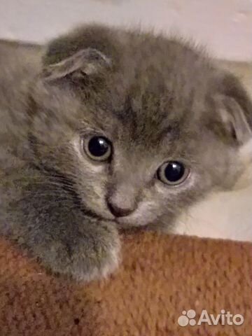 Котята от дымчатой британской вислоухой кошки