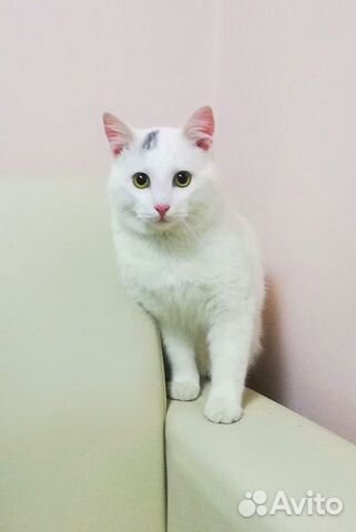 Снежный Миша ищет дом