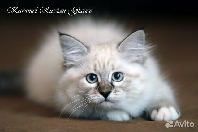 Невская маскарадная кошечка Карамель