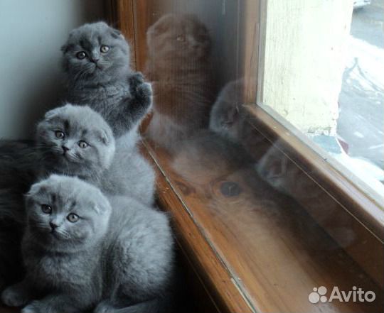 Вислоухие котята