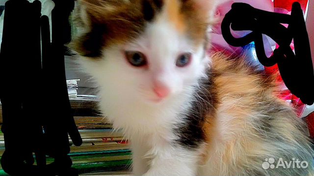 Котёночек (девочка)