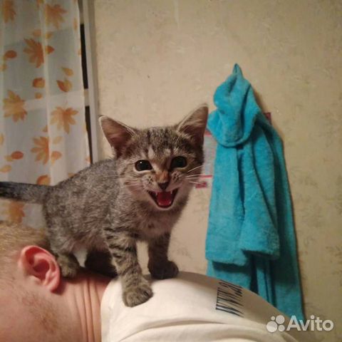 Котенок Пискля