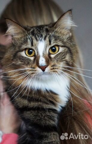 Пушистый молодой красавчик ищет хозяев