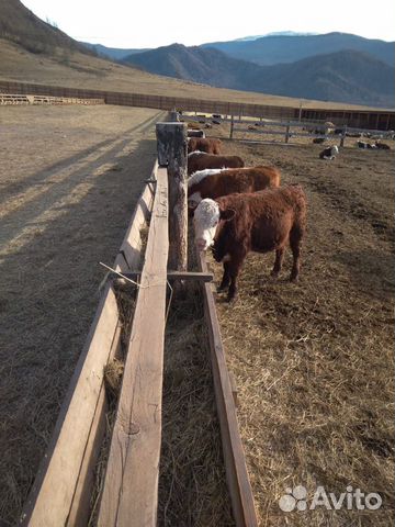 Бычки и телки на откорм