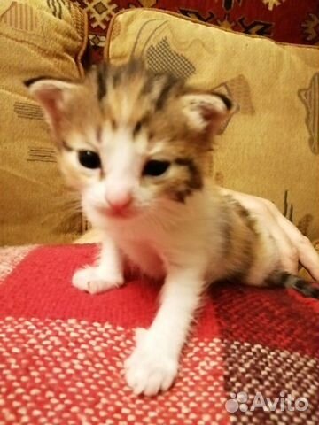 Кошечка от камышовой кошки