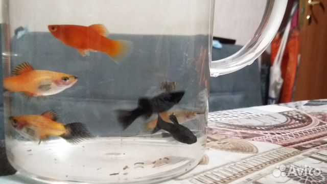 Аквариумные рыбки. Пецилии и моллинезии