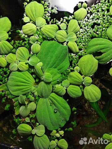 Пистия аквариумные растения