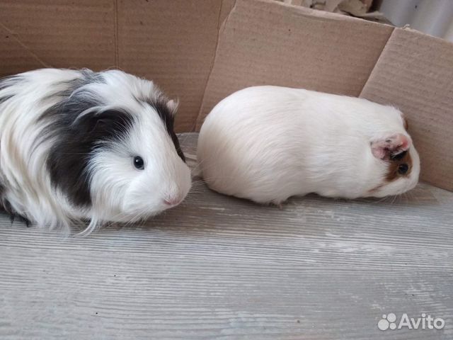 Морские свинки