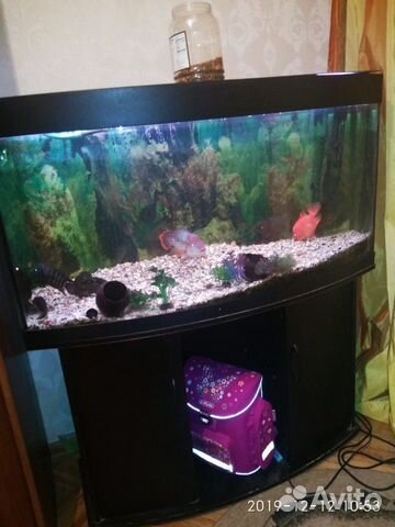 Аквариум juwel 240