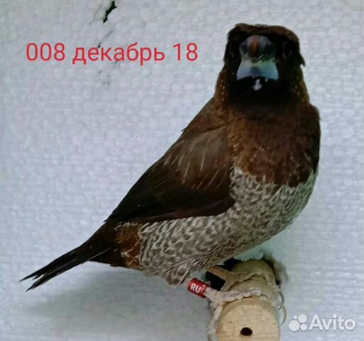 Японская Амадина