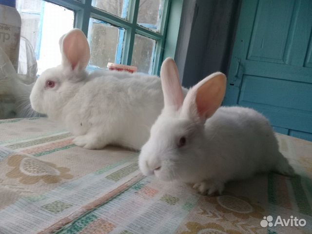 Самки