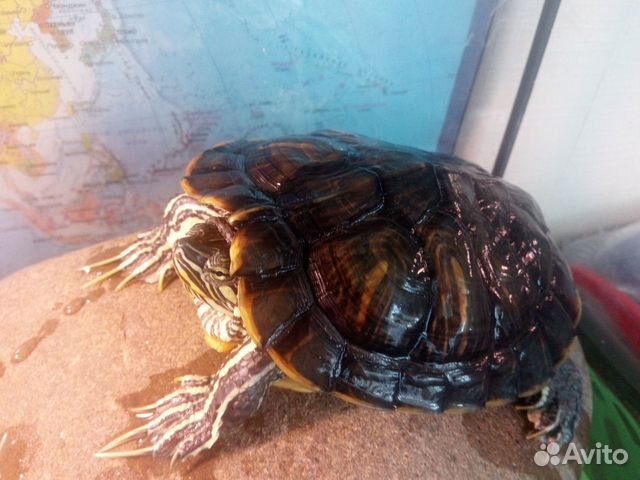 Черепаха