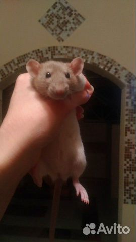 Спасенный от смерти кормовой крысенок