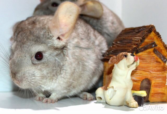 Шиншиллы пара девочек сестричек окраса Пастель