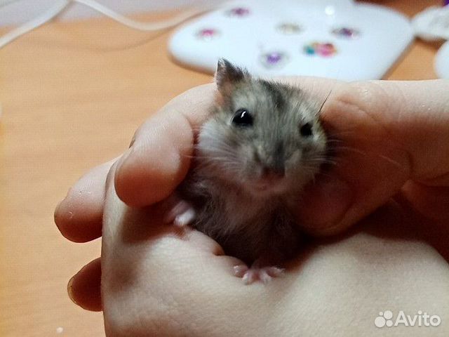Хомяки джунгарики