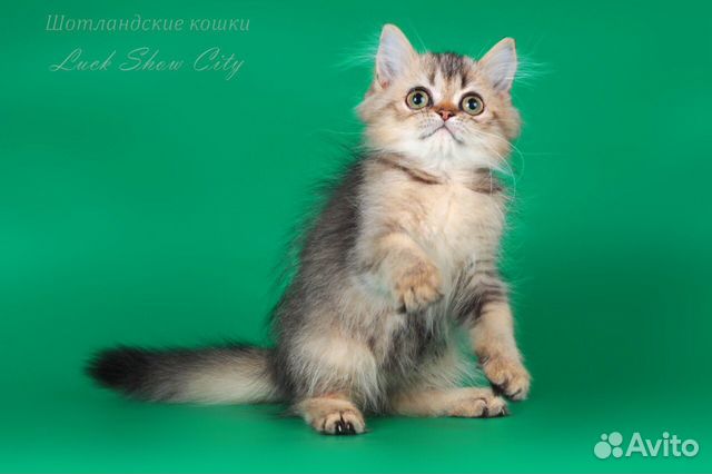 Кошечка