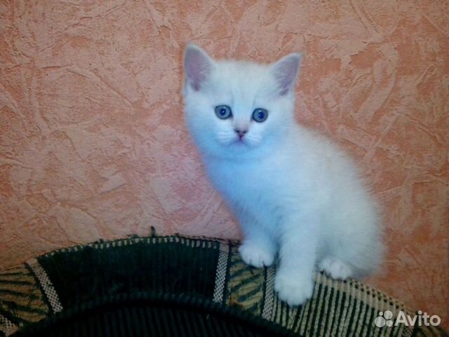 Шотландские котятки