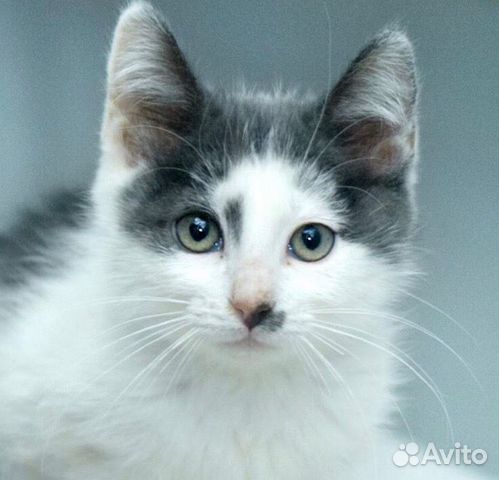 Котенок Джуня