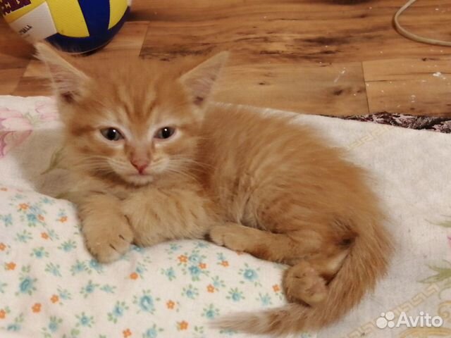 Котик в добрые руки