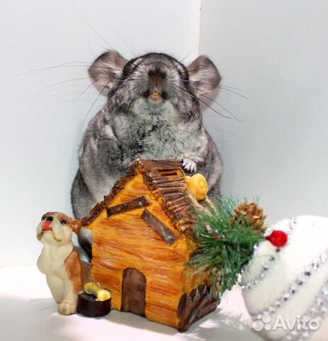 Шиншилла Стандарт девочка