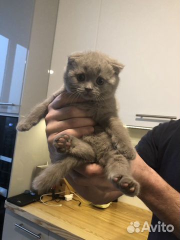 Шотландцы котята, 1.5 месяца