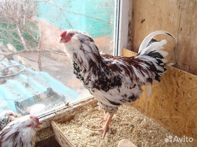 Три петуха на племя