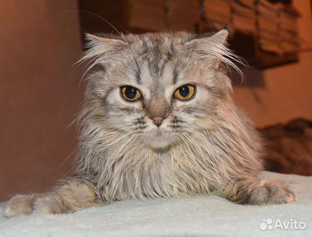 Плюшевая лапушка