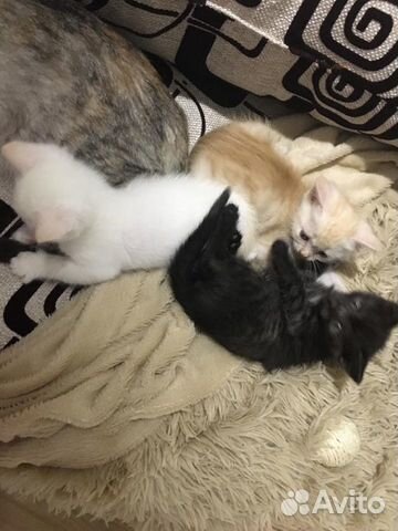 Котятки, 1,5 месяца)