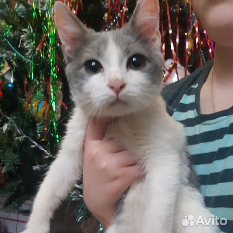 Котенок в добрые руки