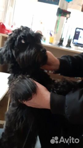 Найдена собака терьеристого типа