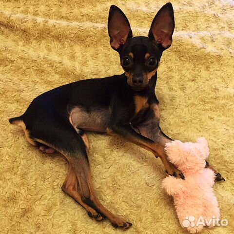 Той-терьер случка