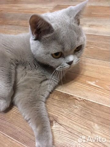Британская кошка