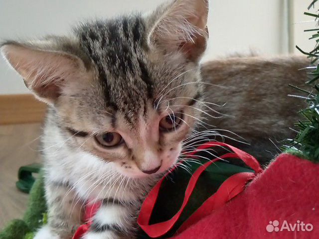 Лопоухий котик