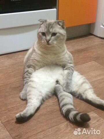 Кошка