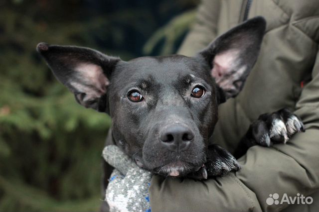 Миниатюрная ракета Зельда. Возраст около 2 лет
