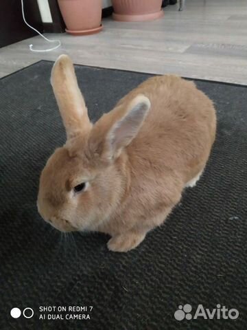 Новозеландская красная