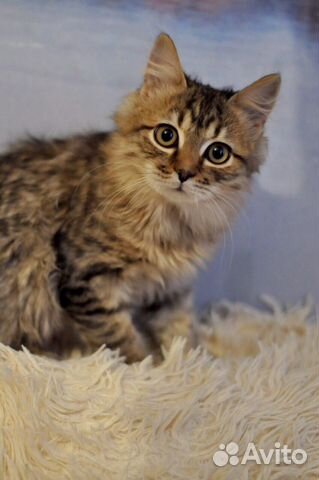 Котенок Антошка