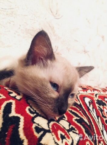 Котёнок. С вас улыбка, с меня котик