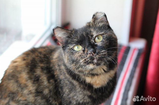 Кошечка Креветка в добрые руки