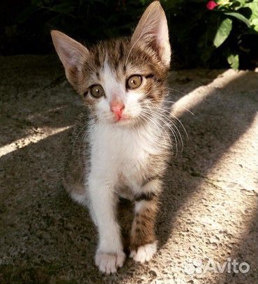 Котёнок девочка, возраст 2,5 мес
