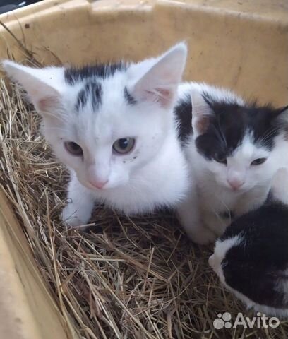 Котята Ласковые Ангелочки в дар в добрые руки