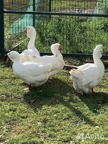 Яйцо Холмогорских гусей